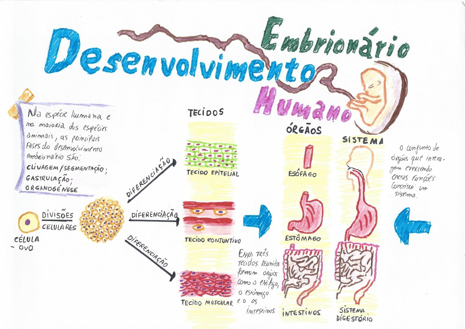 Mapa Mental Desenvolvimento Embrionário - LIBRAIN