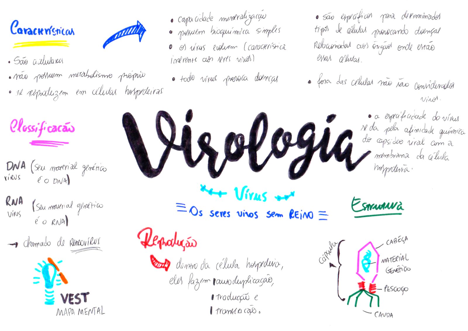 MAPA MENTAL SOBRE VIROLOGIA - STUDY MAPS