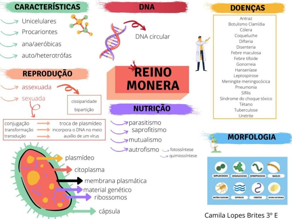 MAPA MENTAL SOBRE REINO MONERA - STUDY MAPS