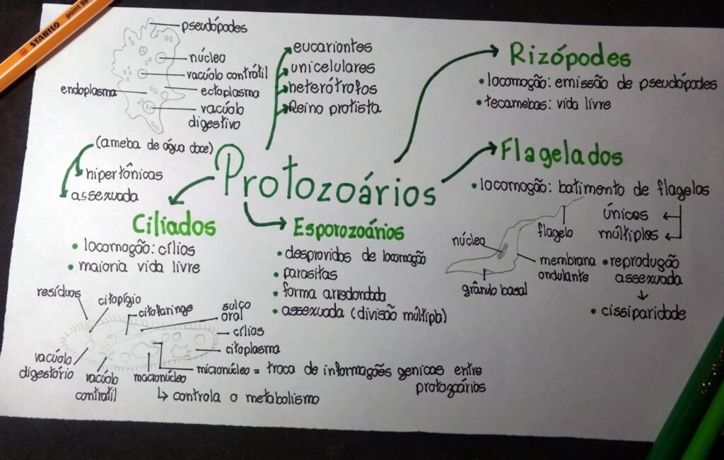 MAPA MENTAL SOBRE PROTOZOÁRIOS - STUDY MAPS
