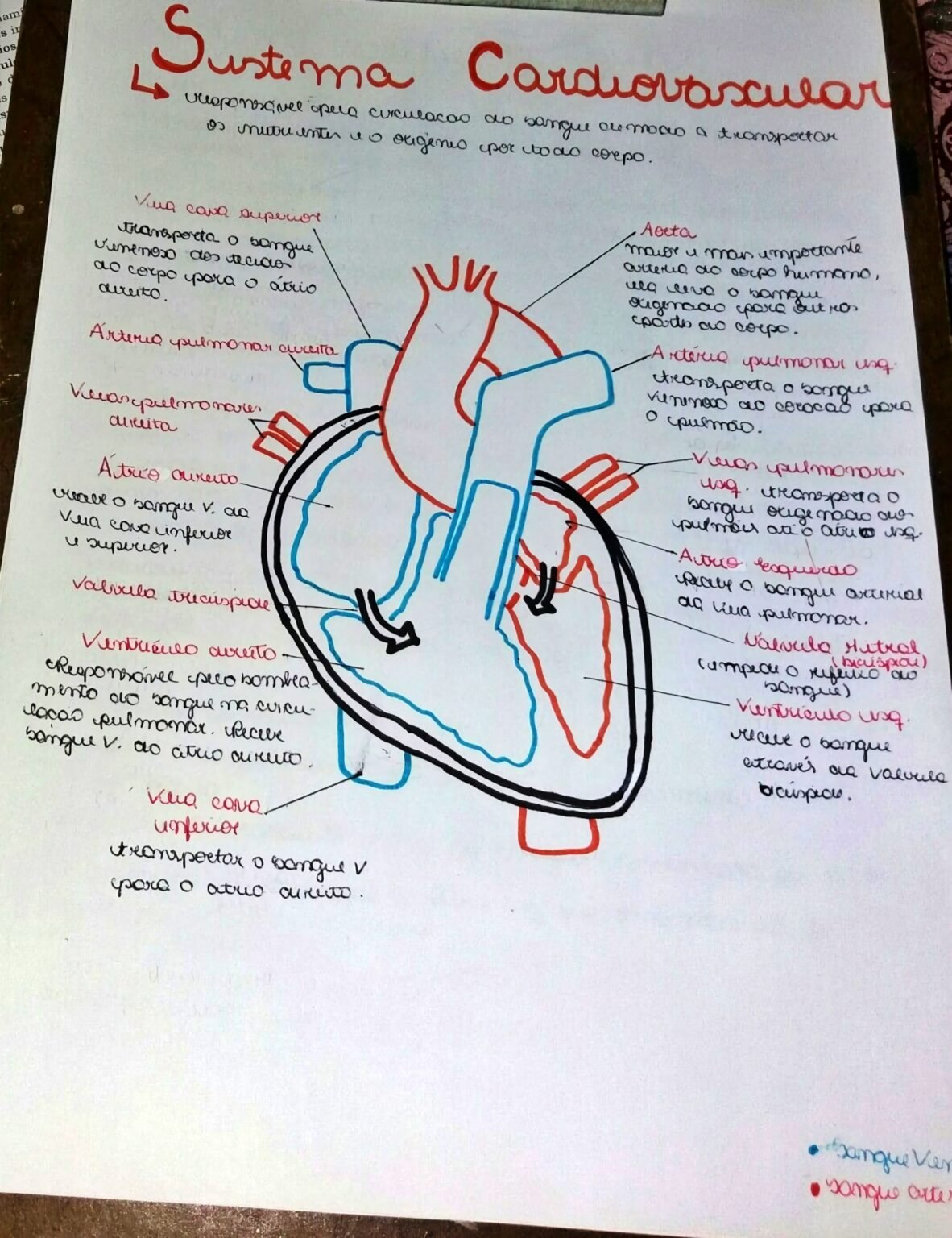 MAPA MENTAL SOBRE SISTEMA CARDIOVASCULAR - STUDY MAPS