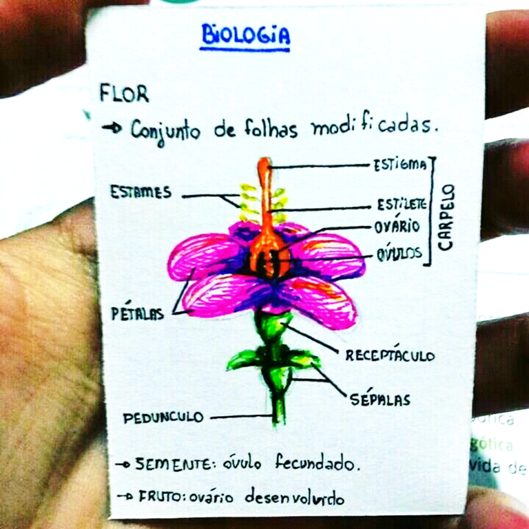 MAPA MENTAL SOBRE FLOR - STUDY MAPS