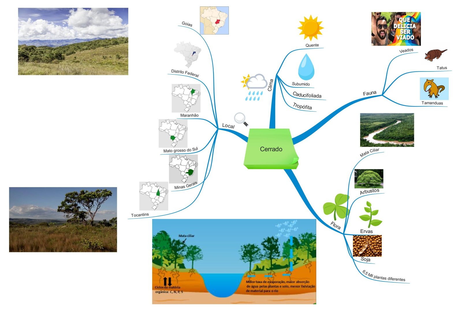 Mapas Mentais sobre CERRADO - Study Maps