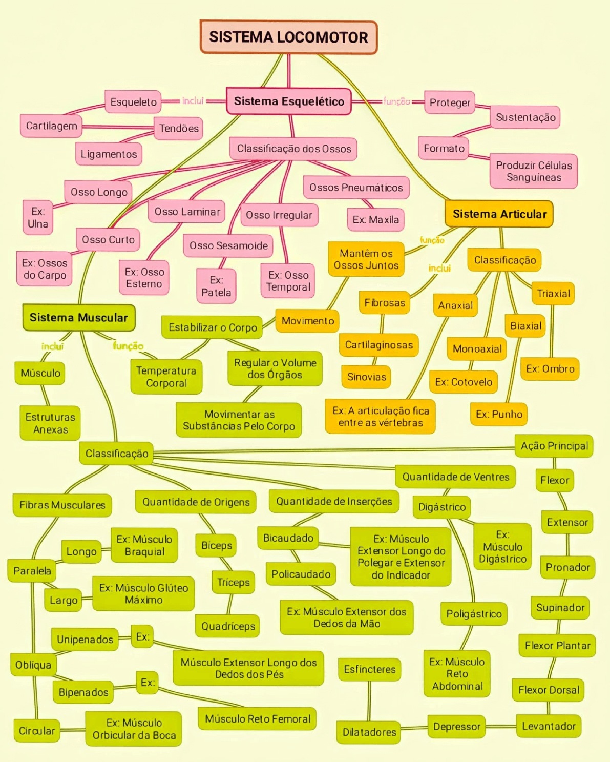 Mapas Mentais sobre SISTEMA LOCOMOTOR - Study Maps