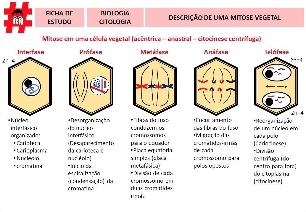 100 Mapas Mentais sobre MITOSE - Study Maps