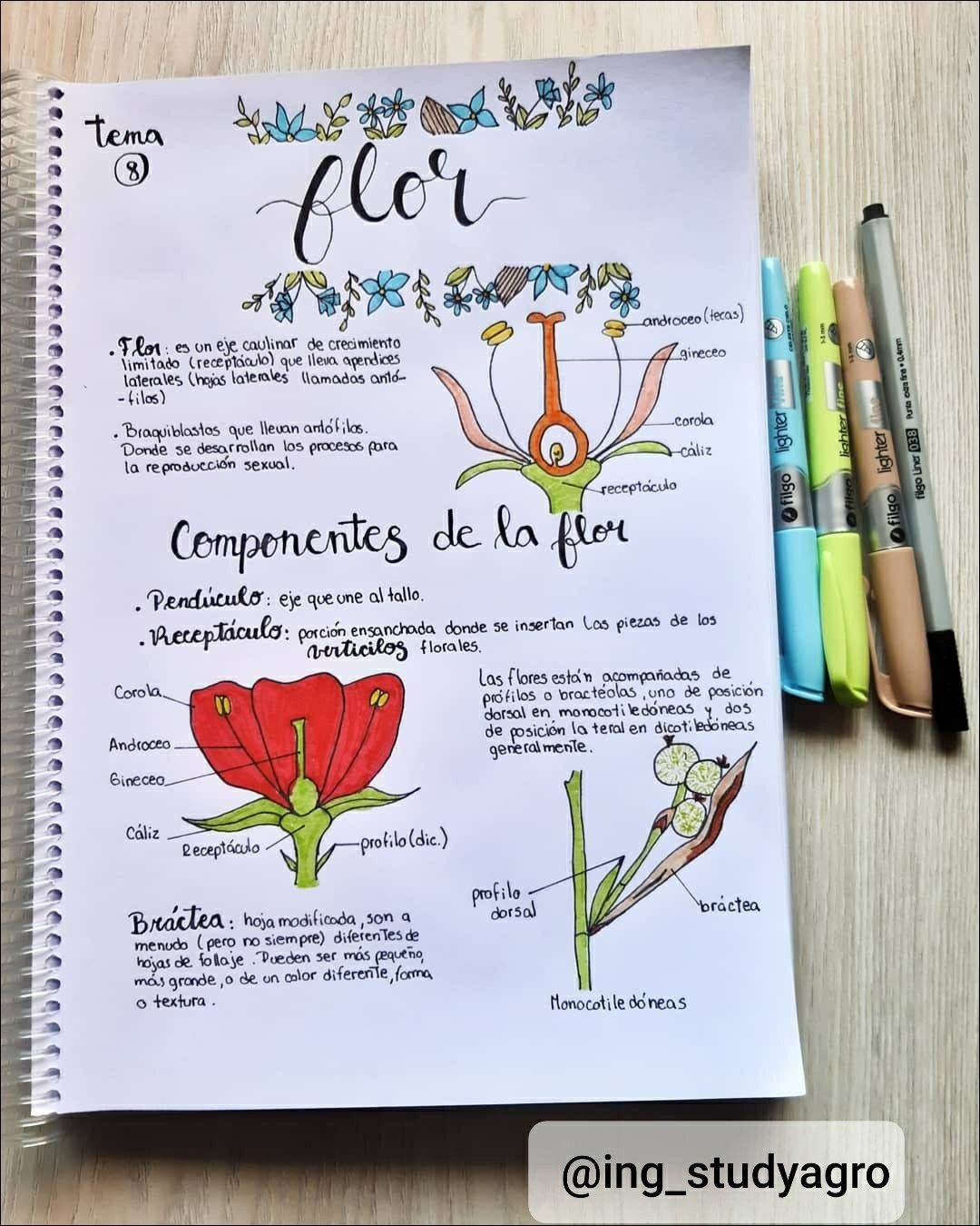 Mapas Mentais sobre FLOR - Study Maps