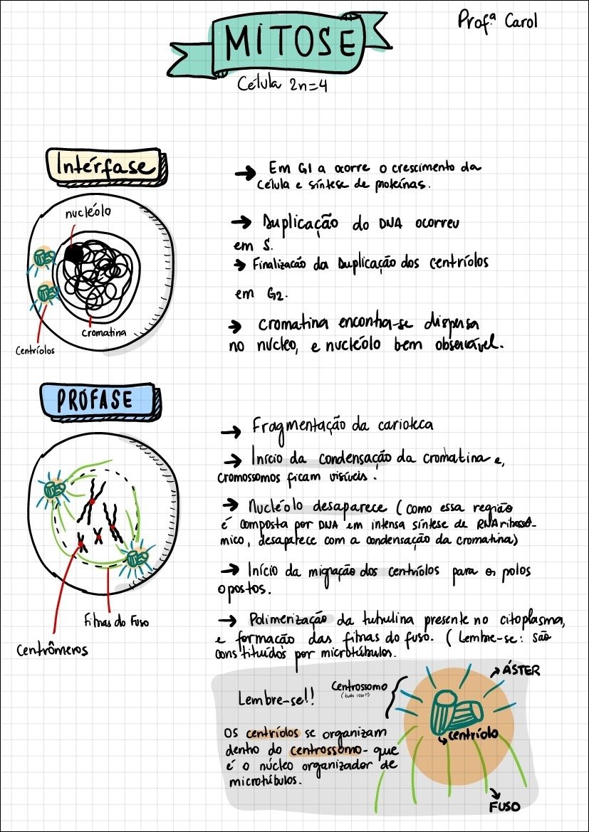 Mapas Mentais sobre MITOSE - Study Maps