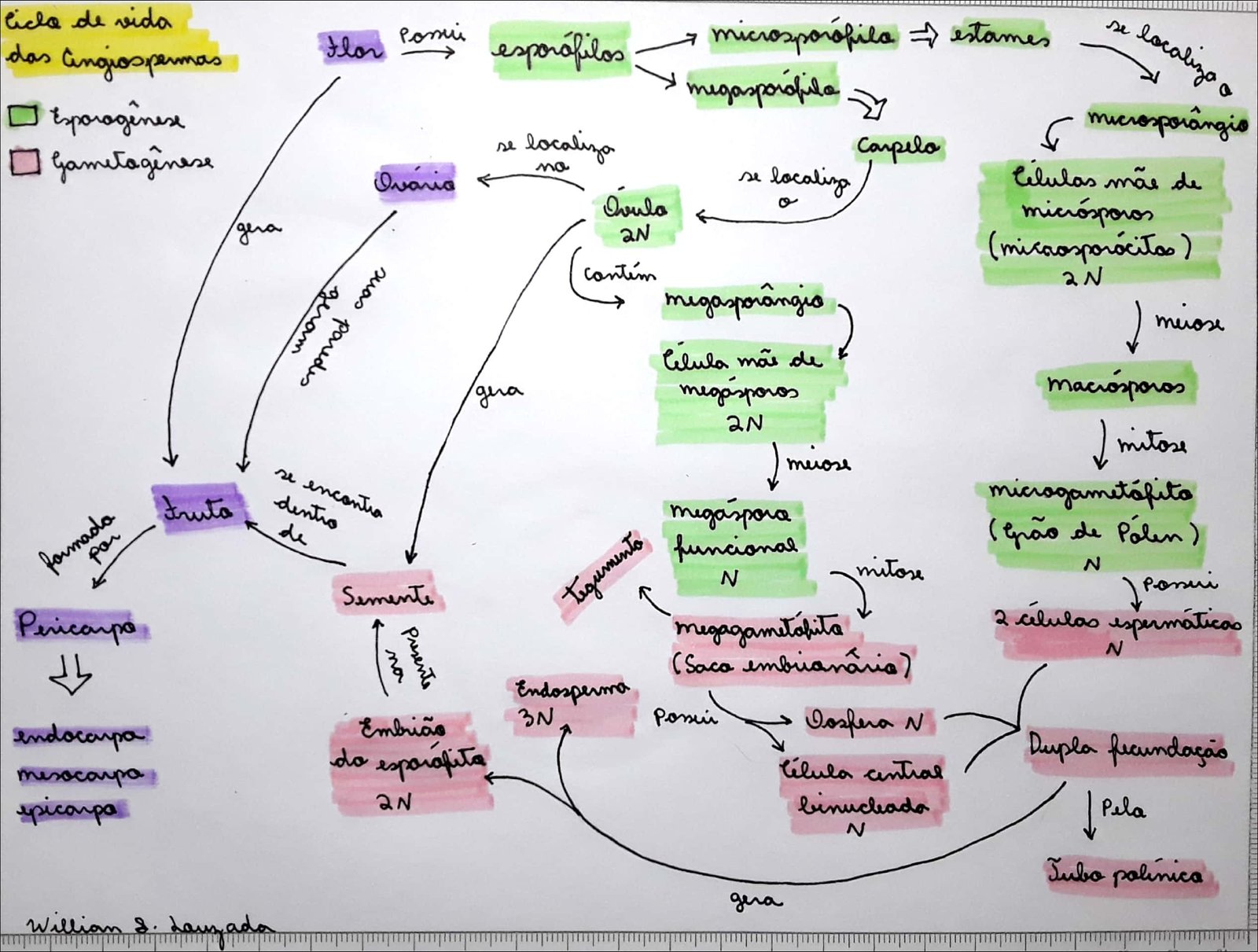 Mapas Mentais sobre FLOR - Study Maps