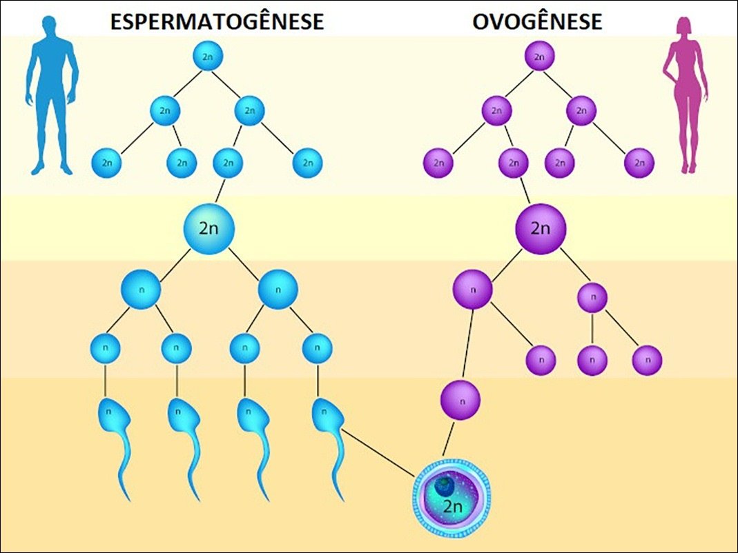 Mapas Mentais sobre OVOGENESE - Study Maps