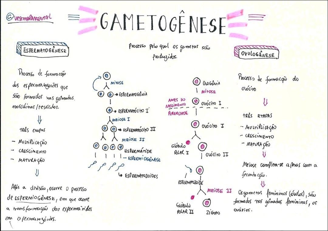 Mapas Mentais sobre GAMETOGENESE - Study Maps