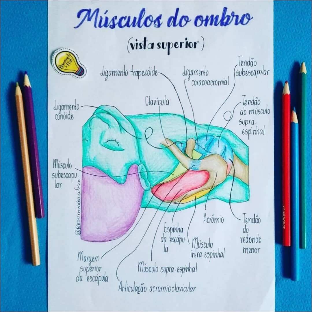 Mapas Mentais sobre OMBRO - Study Maps