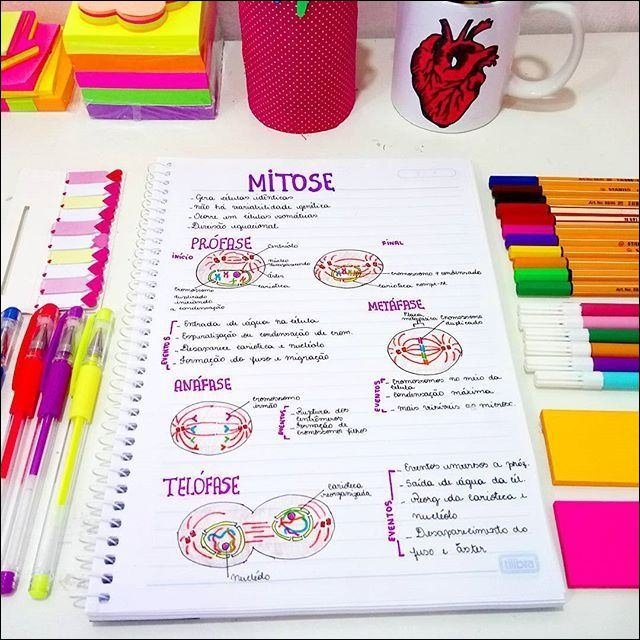 Mapas Mentais sobre MITOSE - Study Maps