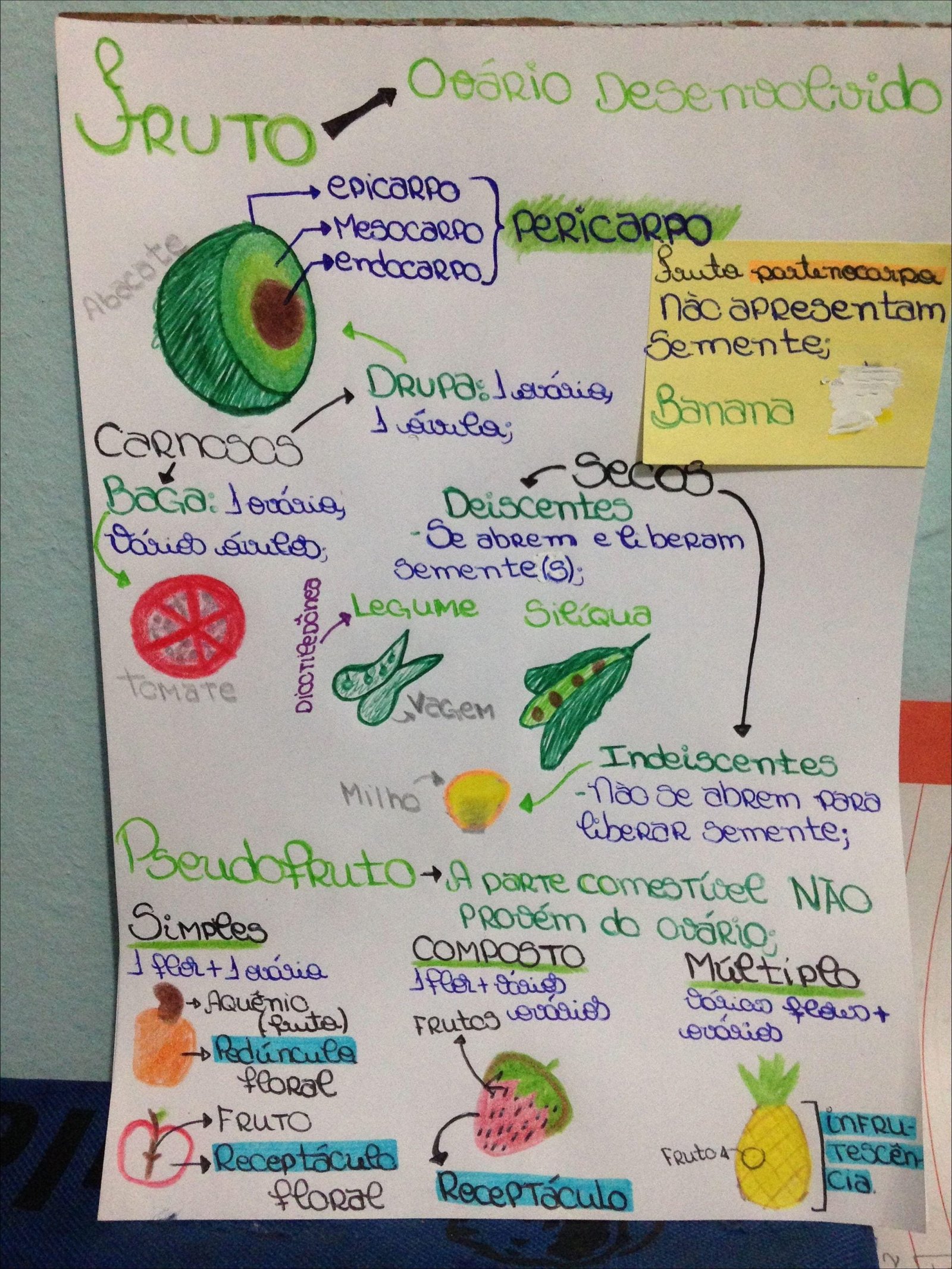 Mapas Mentais sobre BOTANICA - Study Maps
